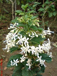 Resep Herbal Kembang Bugang / Keji Beling ( Clerodendrum calamitosum )